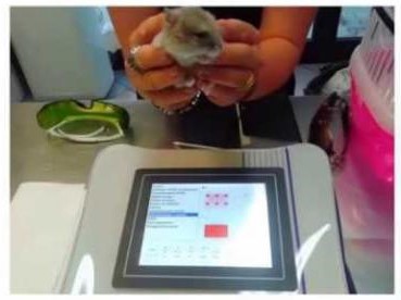 Case Study: MLS® Laser Therapy for Snippina, Hamster with Abscess ...