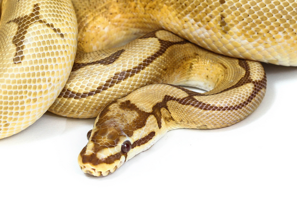 Case Study: Alternative Treatment of Stomatitis in Ball Python with ...