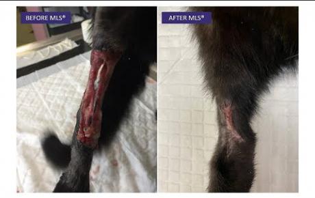 Case Study: Mamy, a Cat with a Lacerated Leg Wound - Cutting Edge Lasers